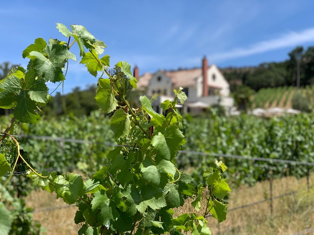 Scribe: A Historic Estate with a Modern Take on Sonoma Wine